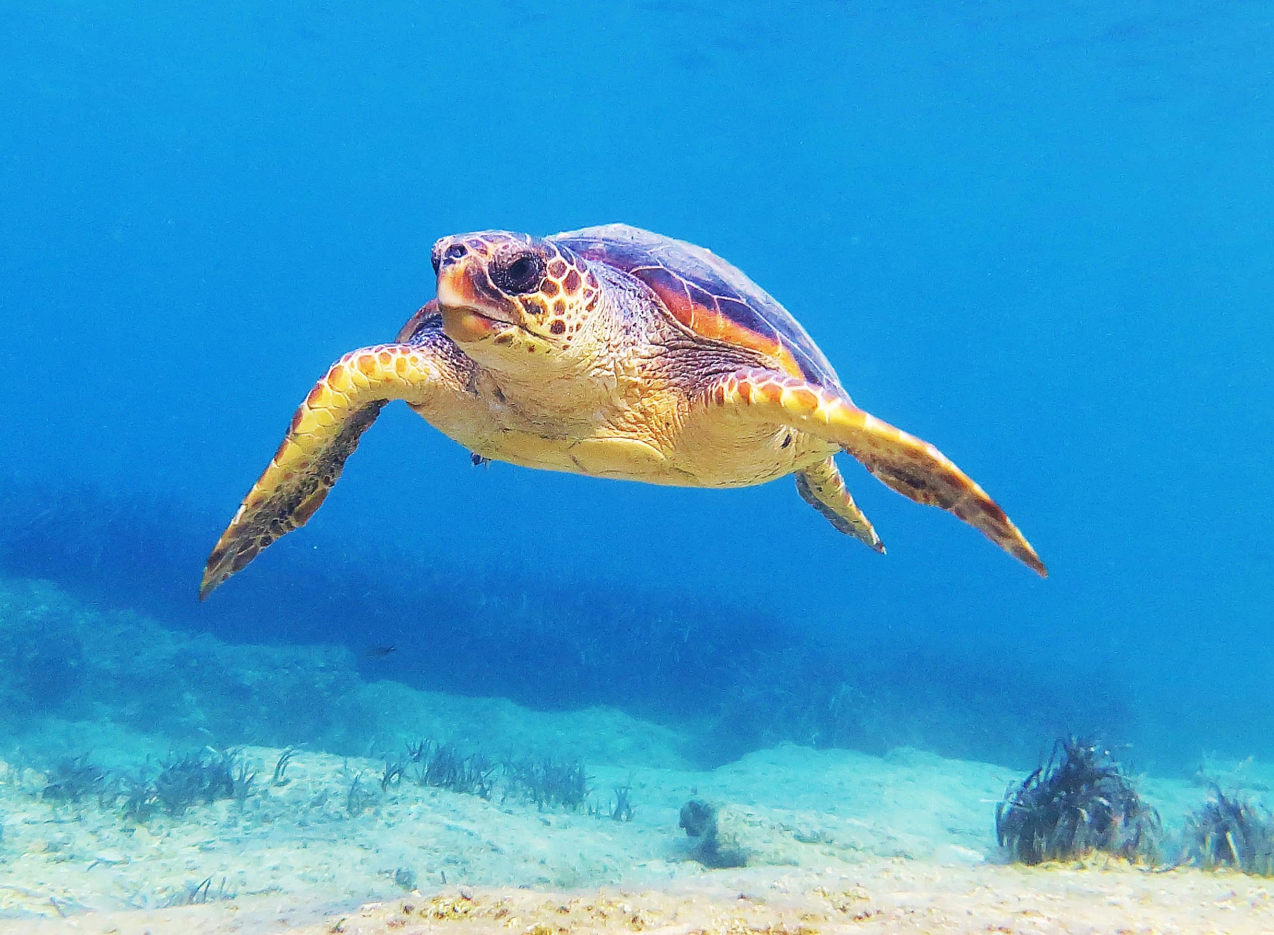 Site N2000 de Thau : une ponte de tortue Caouanne découverte sur le ...